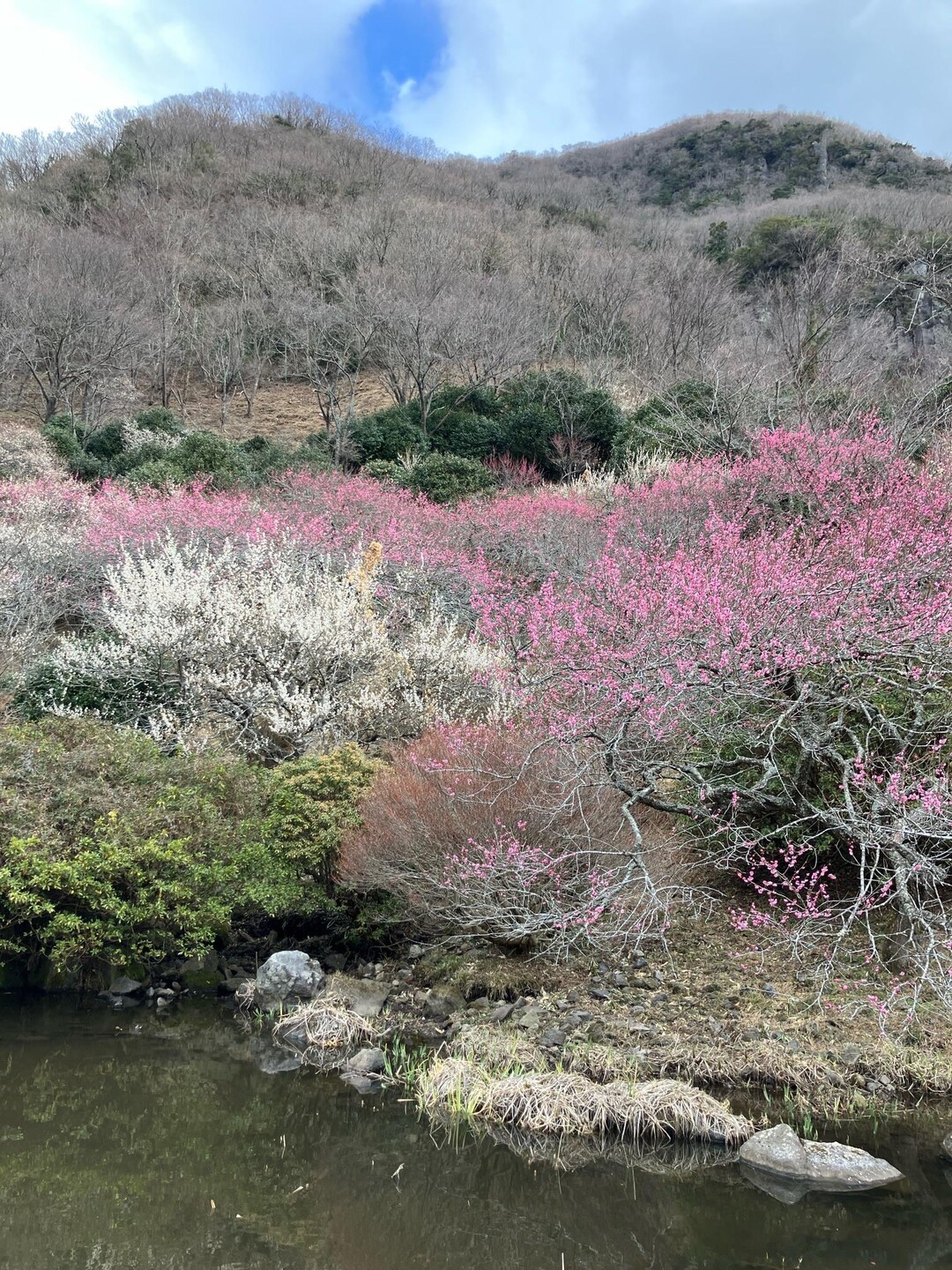幕山 / You-kaさんの幕山・南郷山の活動データ | YAMAP / ヤマップ