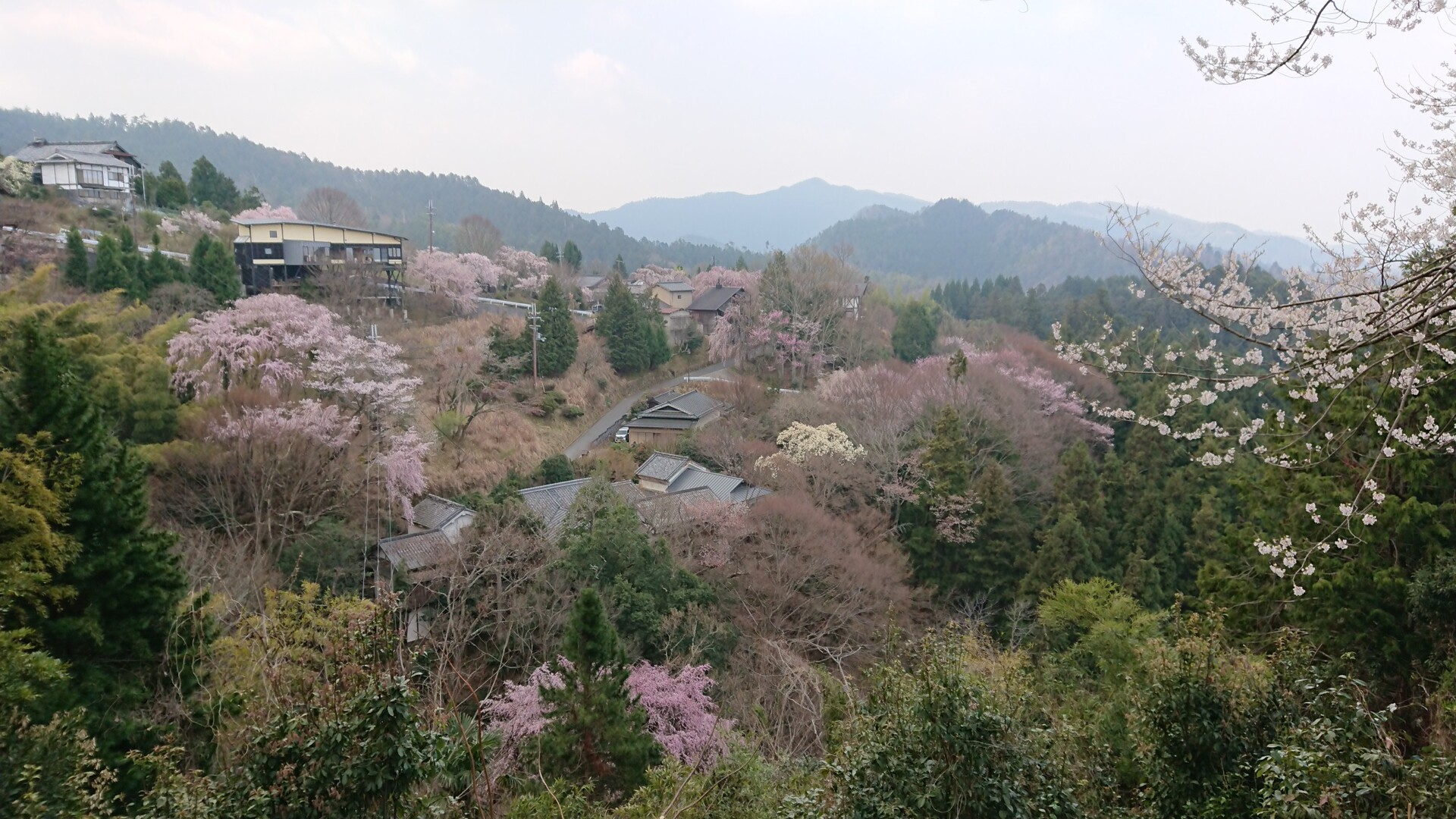 吉野山(下千本～青根ヶ岳～蜻蛉の滝)2019-04-06 / hana356さんの大峯奥駈道 その1（吉野～山上ヶ岳）の活動データ | YAMAP / ヤマップ