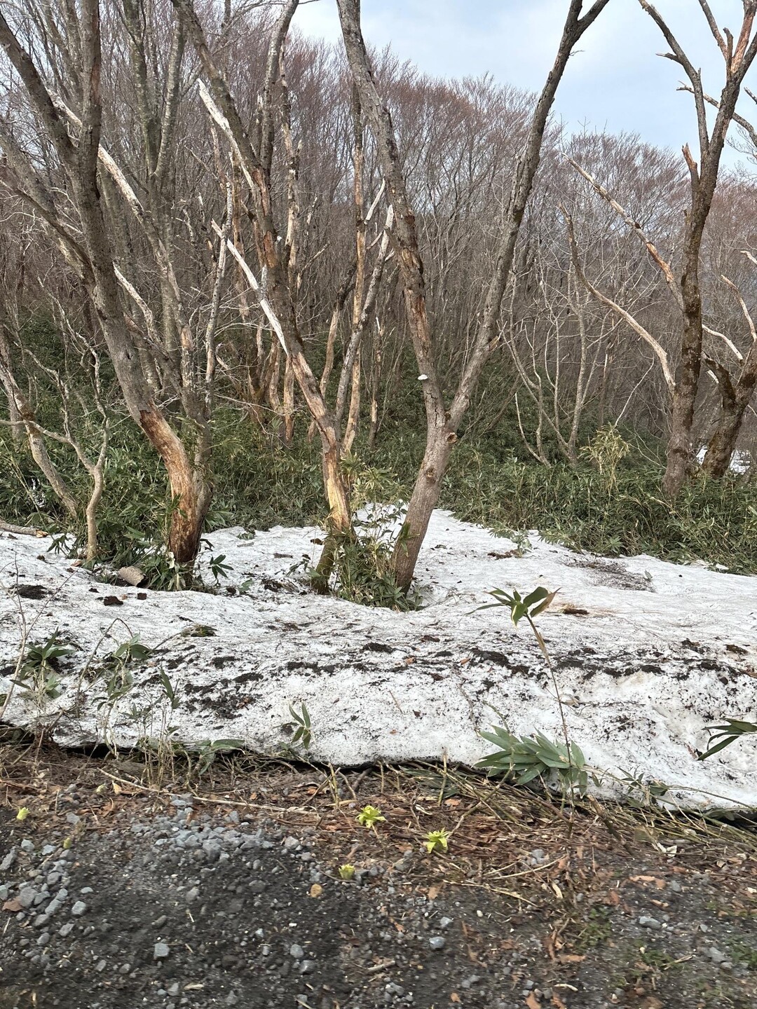 毛無山山頂へ / nickさんの男鹿半島の活動データ | YAMAP / ヤマップ