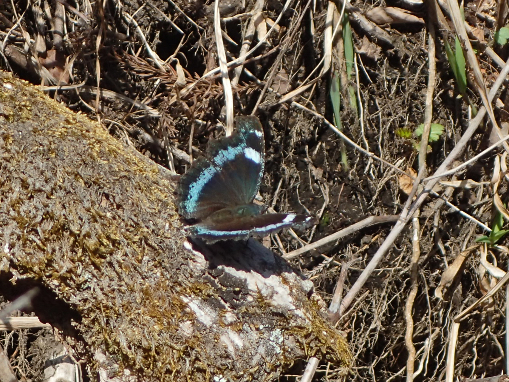 裏妙義谷急山。P2まで / よっちゃんさんの妙義山・天狗岳・相馬岳の活動データ | YAMAP / ヤマップ