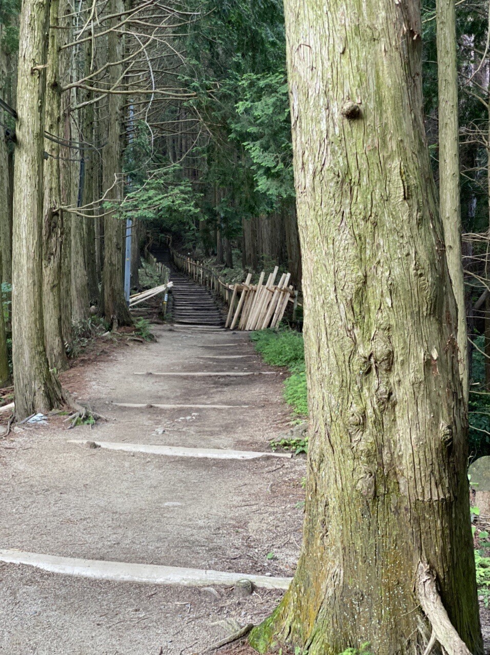 金剛山 千早本道ピストン / おろちんさんの金剛山・二上山・大和葛城山の活動日記 | YAMAP / ヤマップ