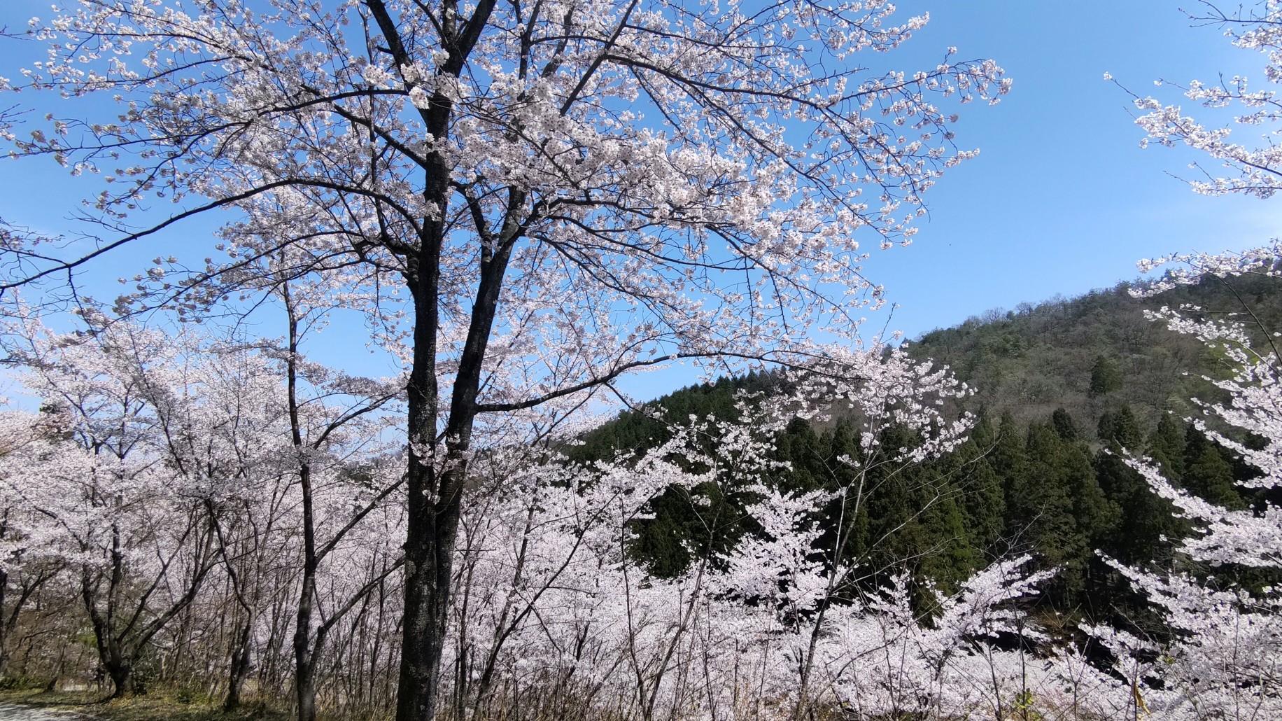 三床山 https://tabibto.... / てんぐのこさんのモーメント | YAMAP / ヤマップ