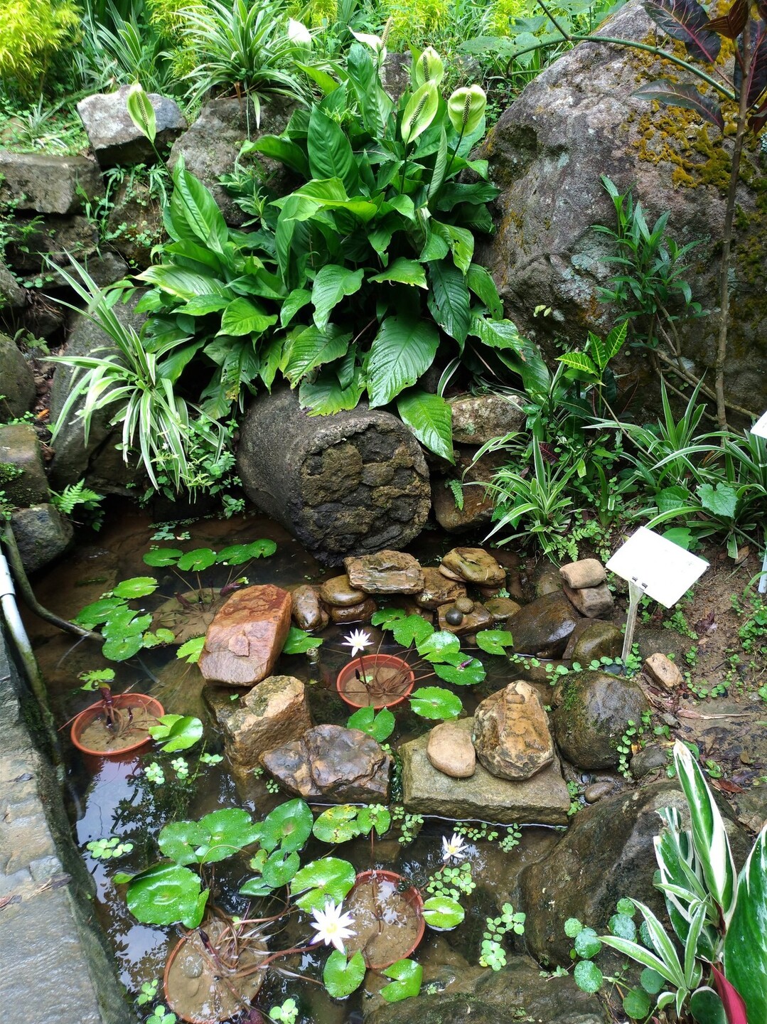 鯉魚尖~圓覺尖~忠勇山 / 台北市の写真42枚目 | YAMAP / ヤマップ
