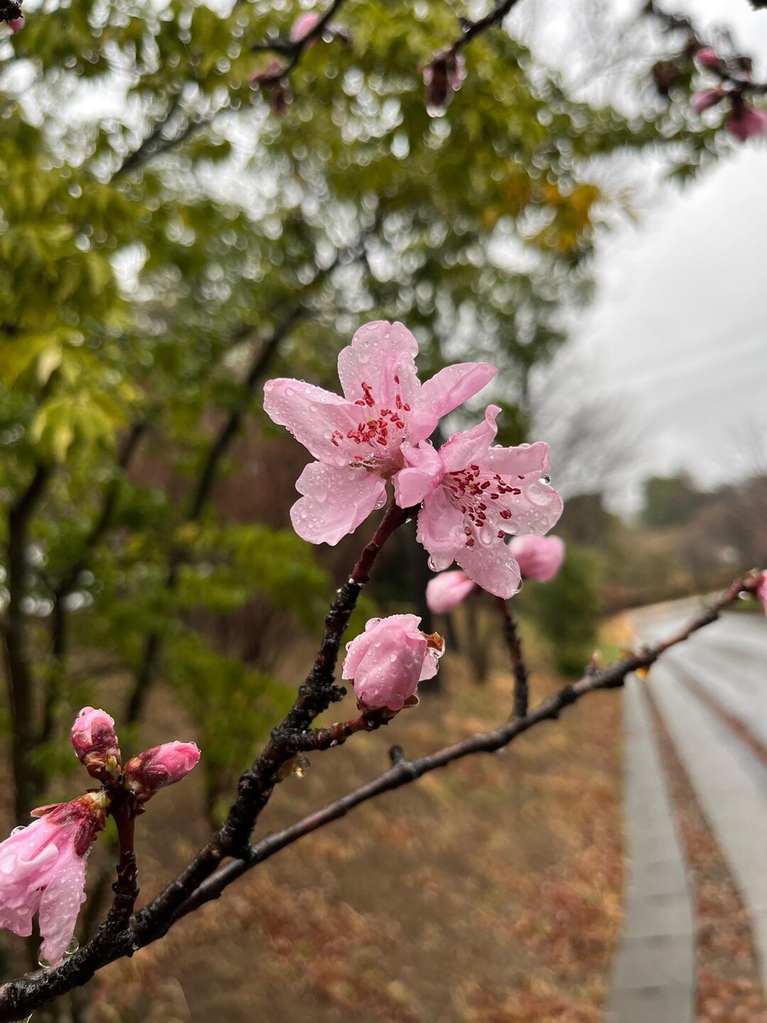 職場の近くです。 ①モモ？ 花が大きい ... / TAKKUNさんのモーメント | YAMAP / ヤマップ
