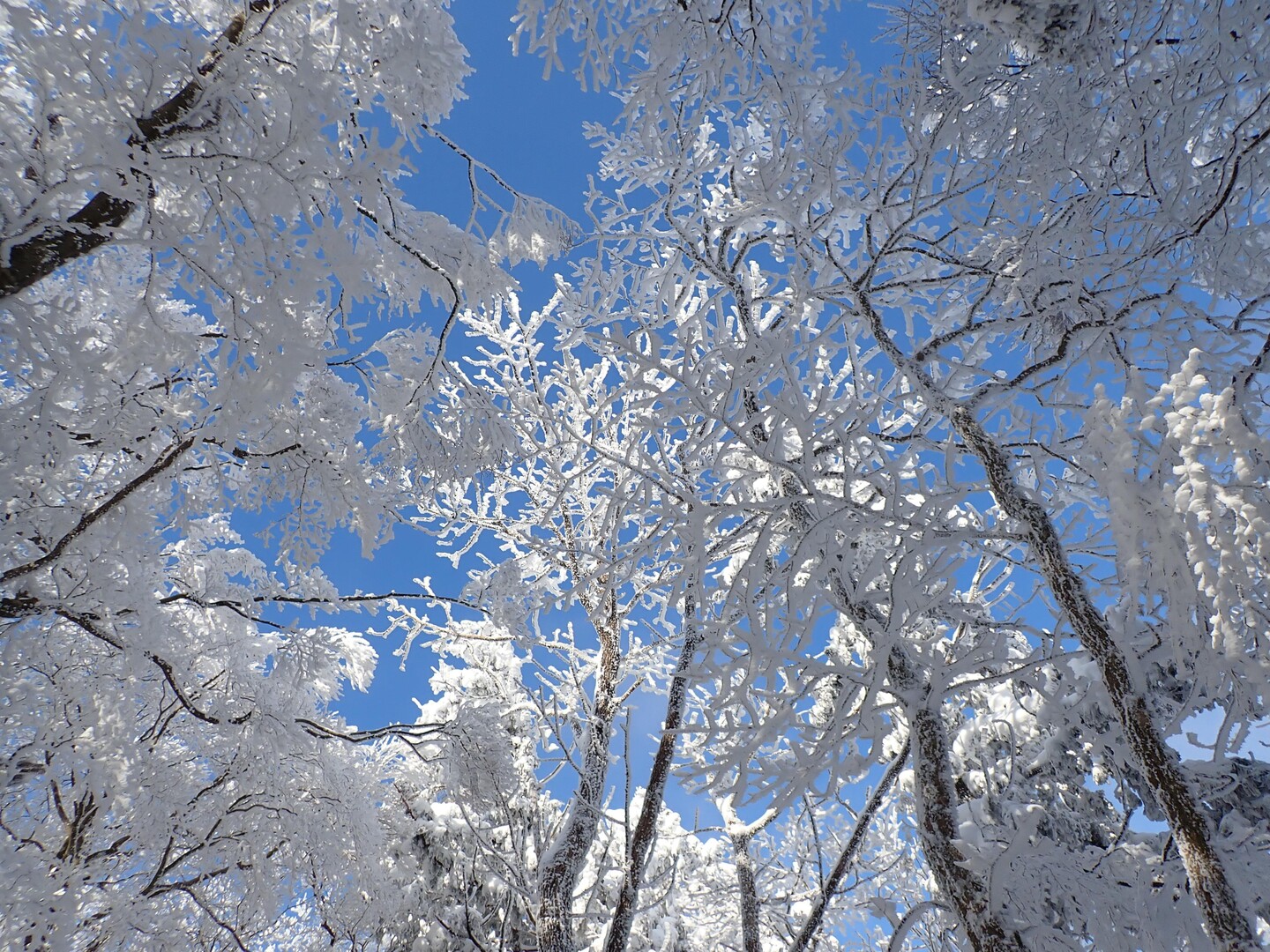 綿向山 / ka-2さんの綿向山の活動データ | YAMAP / ヤマップ