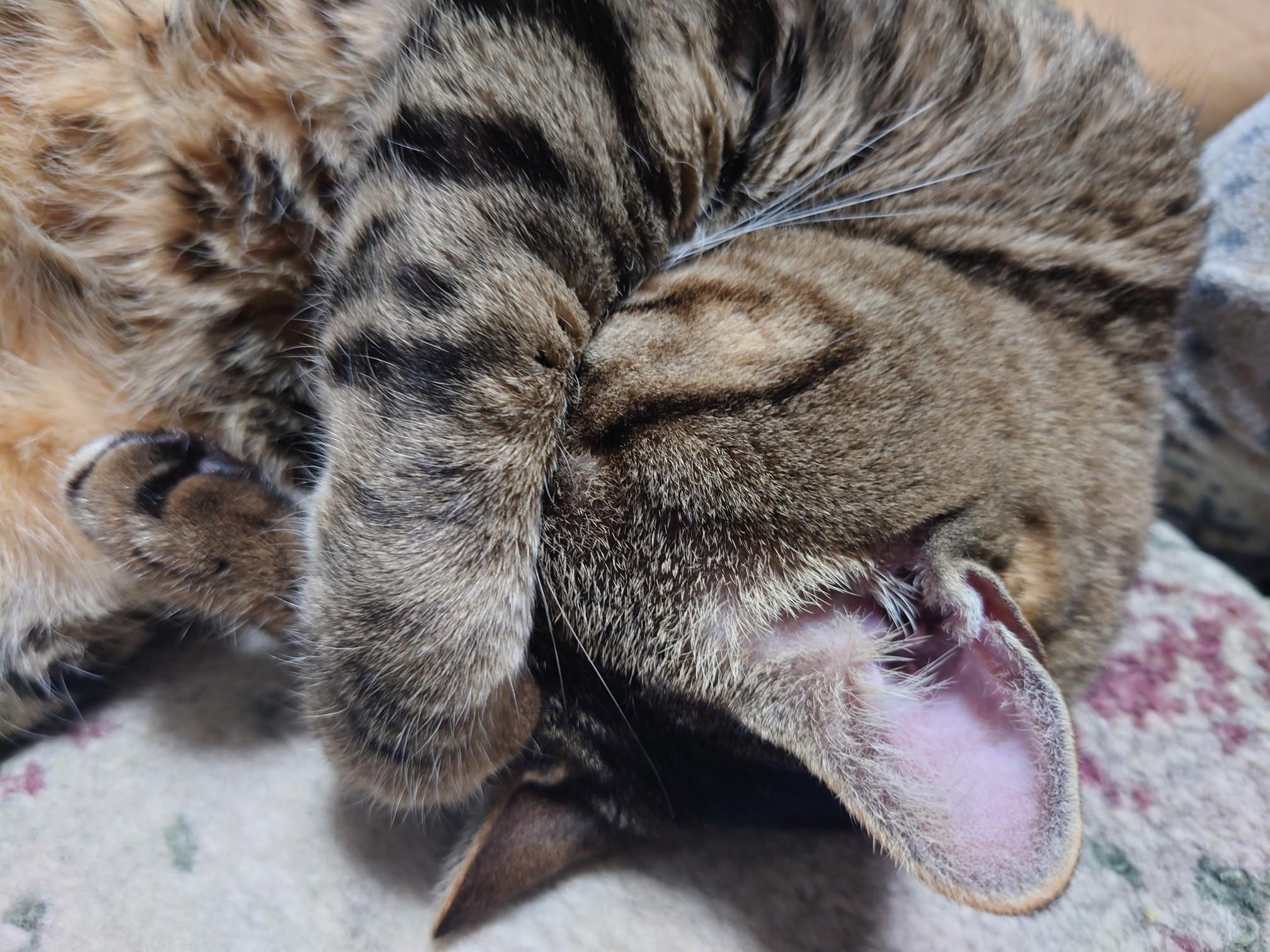 2月22日はにゃんにゃんにゃんの日🐱 ... / Bobにゃんさんのモーメント | YAMAP / ヤマップ