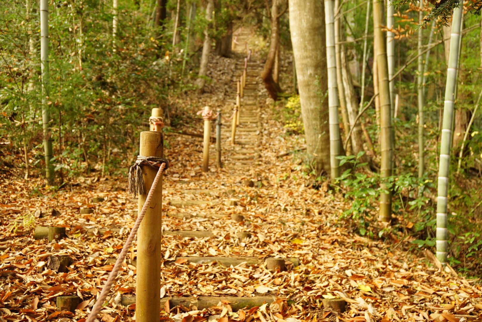 権現森北峰・権現森南峰・小畑山・蕃山・西風蕃山・蛇台蕃山 / mss53さんの権現森の活動データ | YAMAP / ヤマップ