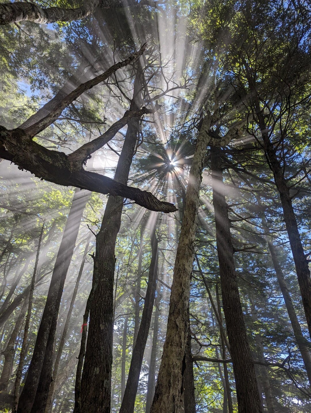 前常念岳・常念岳・蝶槍・蝶ヶ岳 / nicomomoさんの常念岳・大天井岳・燕岳の活動データ | YAMAP / ヤマップ