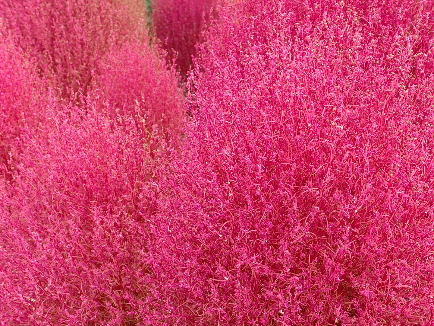 東海道五十三次ウォーキング-2021-10-24 No.17 / Z.Kさんのウォーキングの活動データ | YAMAP / ヤマップ