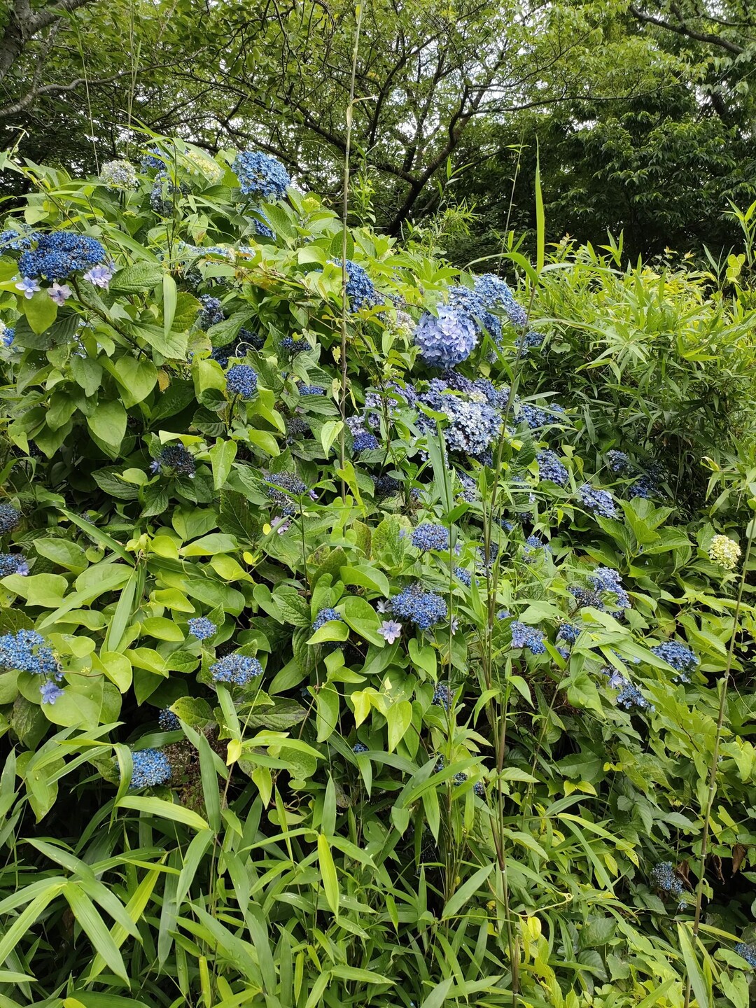 六国見山・勝上山・鷲峰山・大平山・天園・天台山・胡桃山・衣張山・祇園山 / 19751128さんの鎌倉アルプス（大平山・天台山）の活動データ | YAMAP / ヤマップ