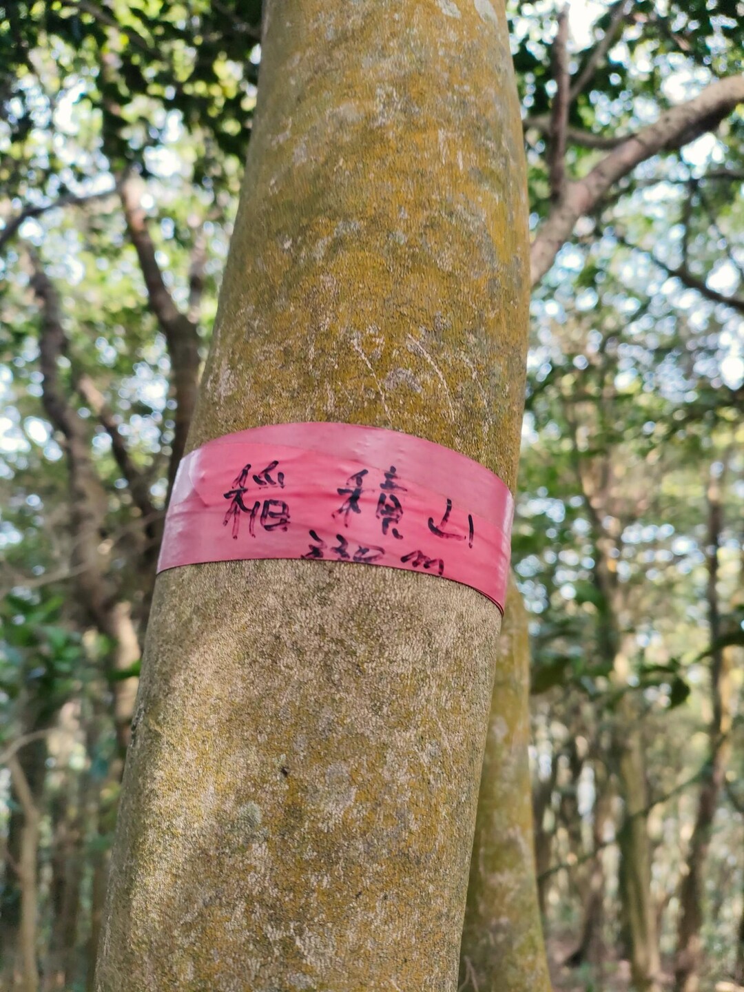 企救連山🌱稲積山をget♪しに🏃‍♀️💨 / sol..さんの足立山・戸ノ上山の活動データ | YAMAP / ヤマップ