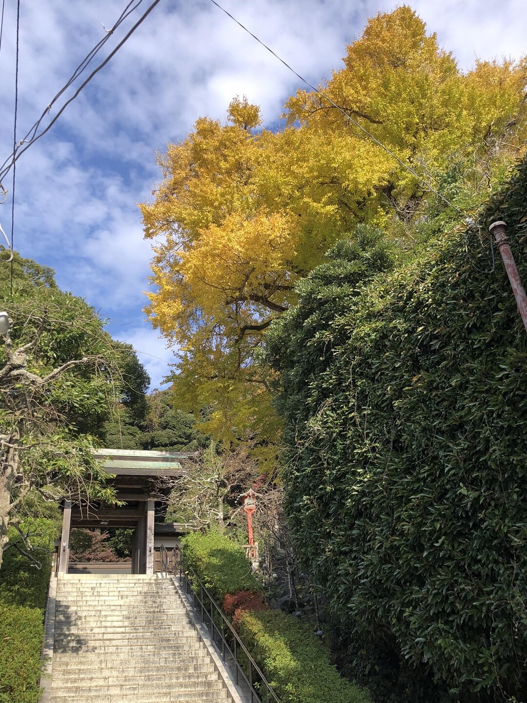 12月の神頼み、鎌倉の荏柄天神社。 銀杏... / ms1967さんのモーメント | YAMAP / ヤマップ