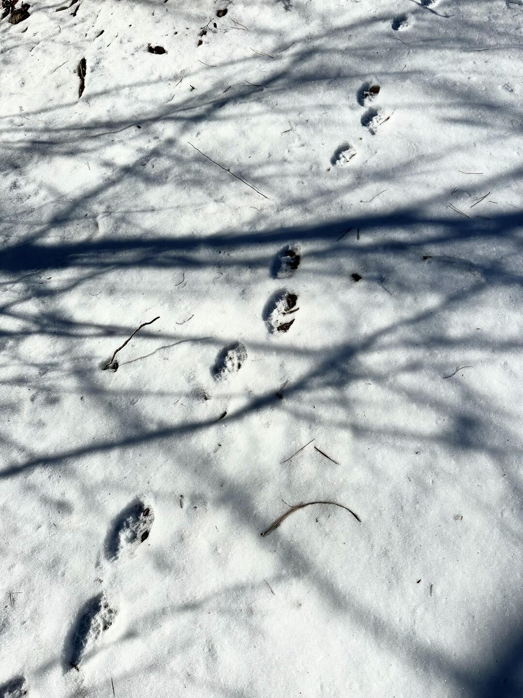 1月の高水三山 / kakoさんの高水山・岩茸石山・惣岳山の活動データ | YAMAP / ヤマップ
