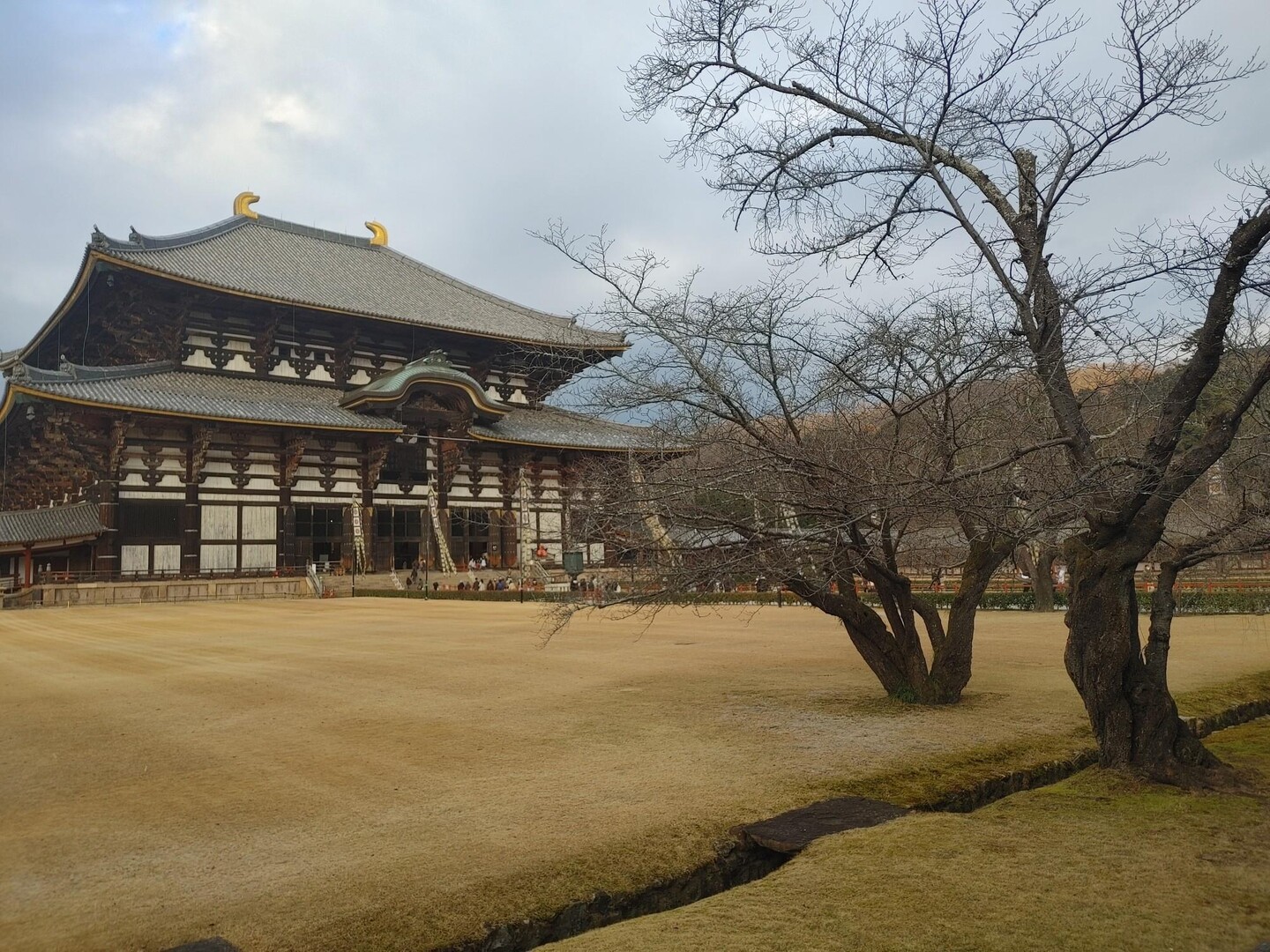この写真,,,,実は東大寺の本堂と木が ... / DDH型いずも義基さんのモーメント | YAMAP / ヤマップ