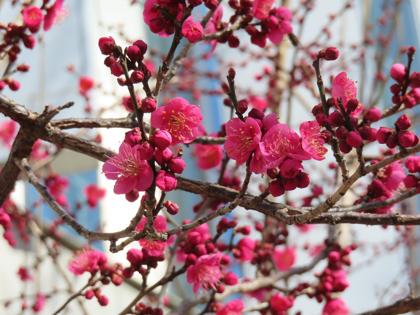 本庄早稲田の杜さんぽ。の、はみ出しコーナ... / andyさんのモーメント | YAMAP / ヤマップ