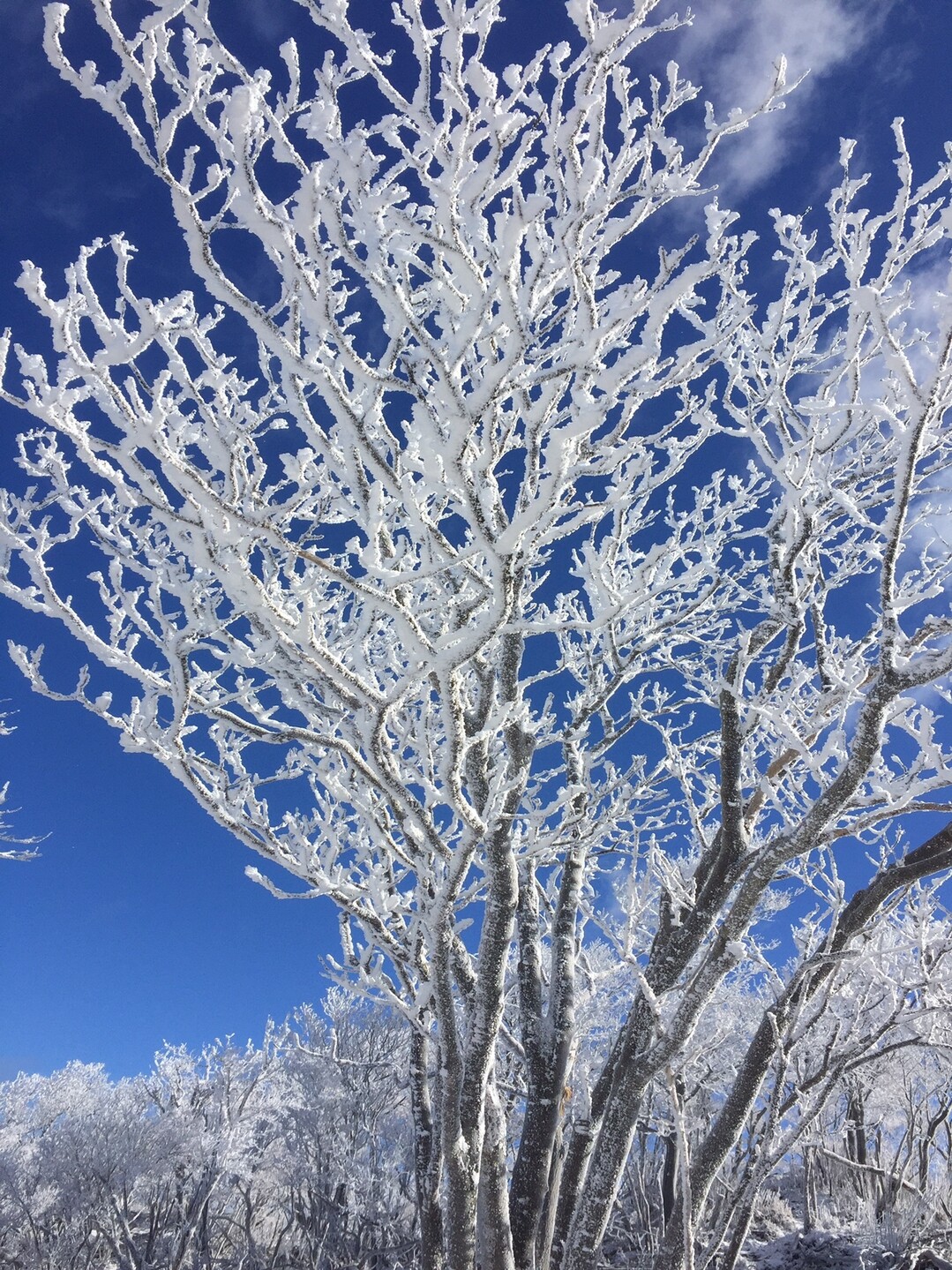 登り納めは祖母山 / Oh!Gmenさんの祖母山の活動データ | YAMAP / ヤマップ