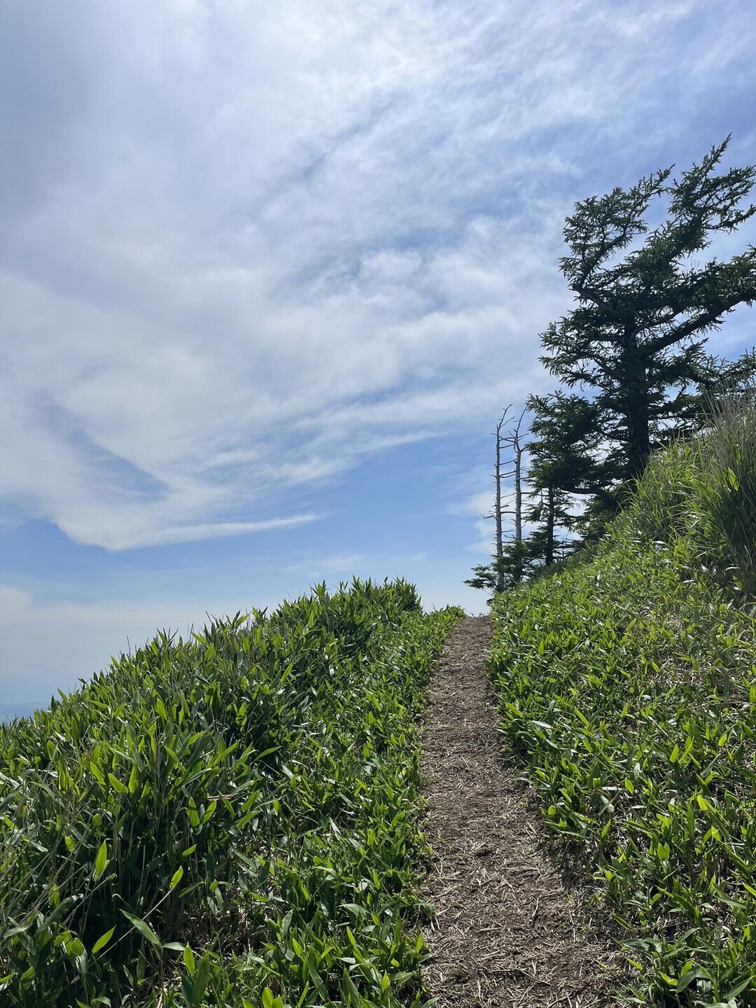 ぴらっと猟師岳・合頭山 / tamuさんの九重山（久住山）・大船山・星生山の活動データ | YAMAP / ヤマップ