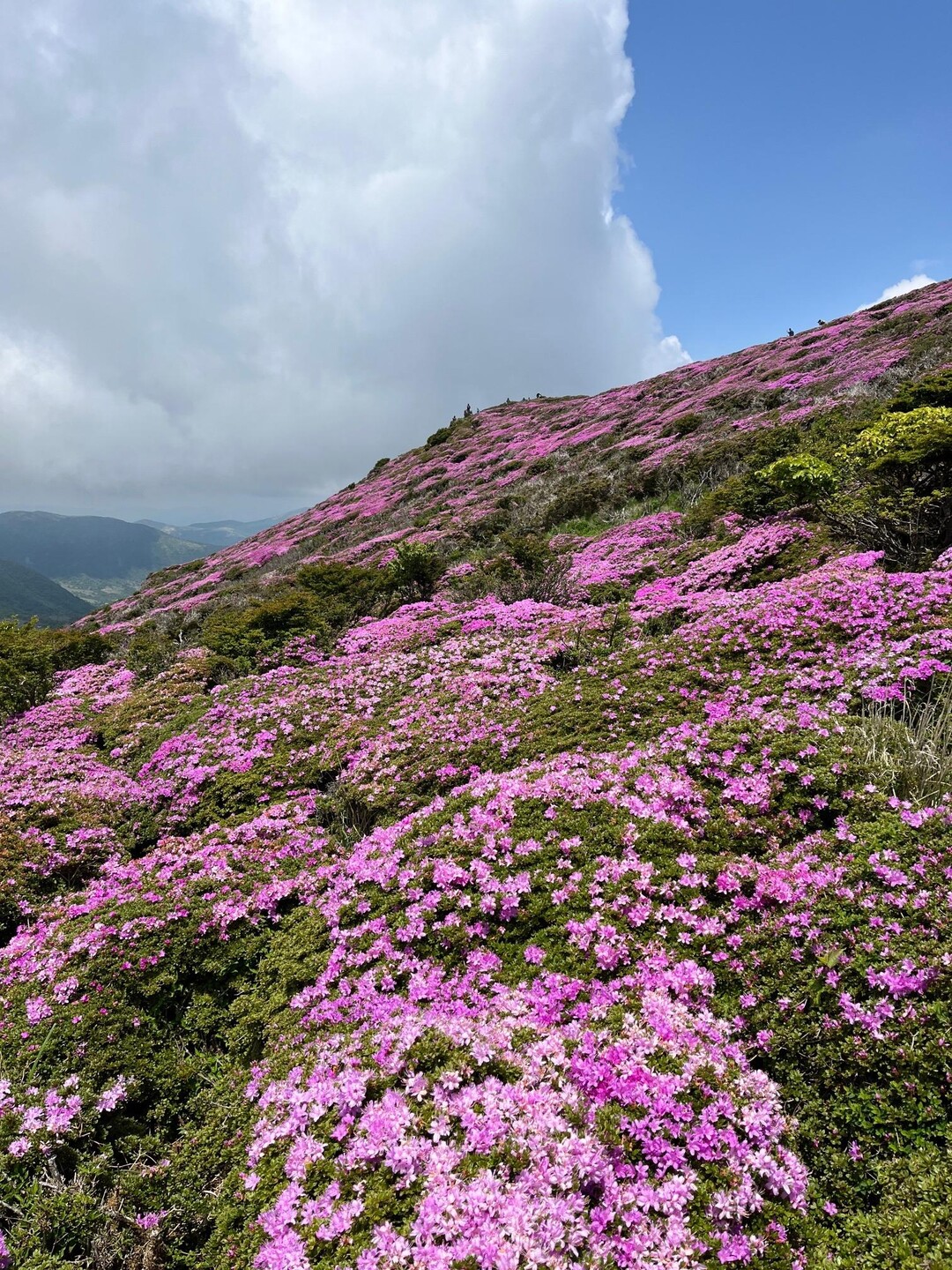 平治岳 ミヤマキリシマ観賞🌸 / big treeさんの九重山（久住山）・大船山・星生山の活動データ | YAMAP / ヤマップ