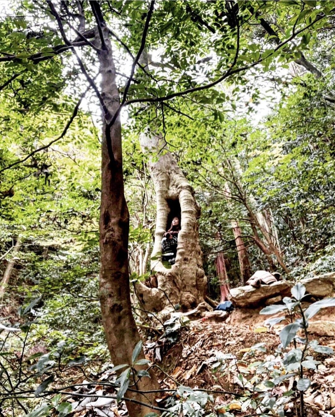 2022.12.5 岐阜金華山へ♪ ゆる... / haruさんのモーメント | YAMAP / ヤマップ