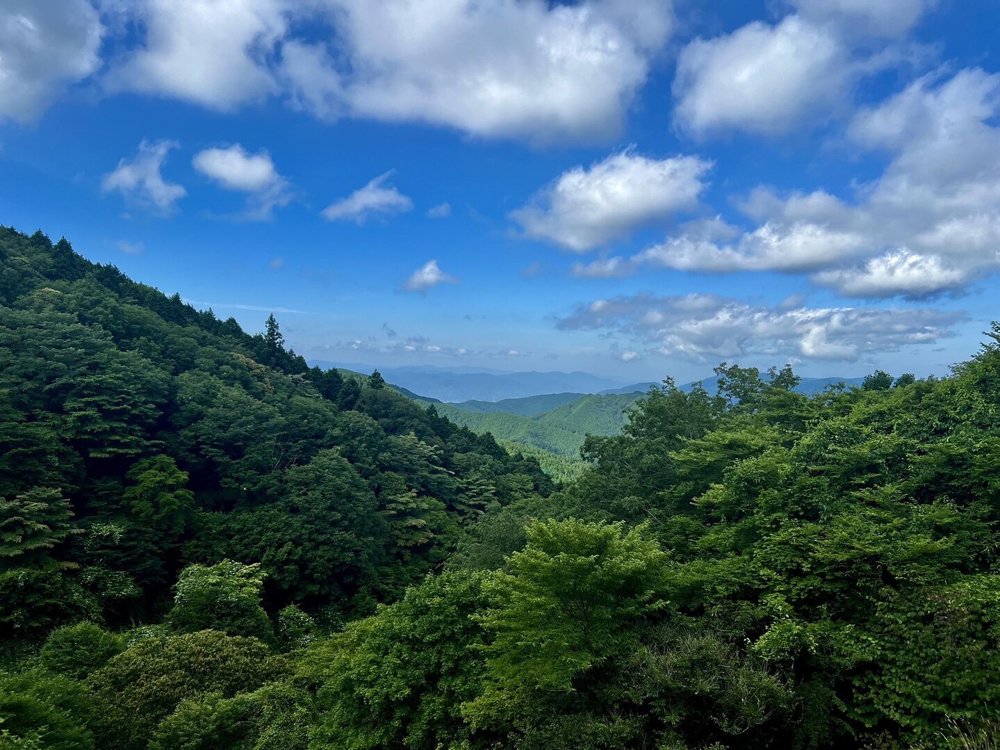 今日は、れんげ大祭のようです🪷金剛山 / moboさんの金剛山・二上山・大和葛城山の活動データ | YAMAP / ヤマップ