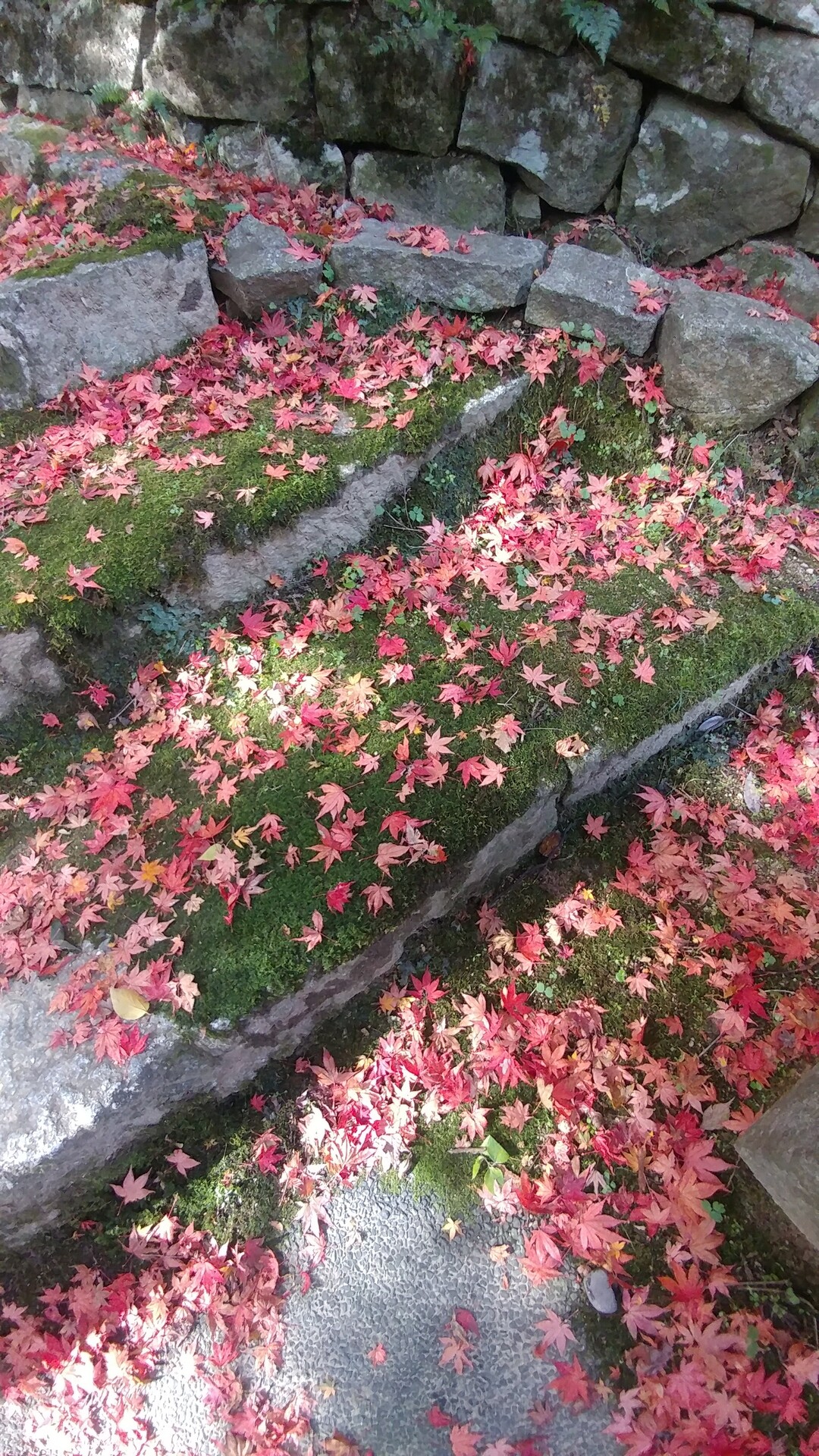 やまゆうのページ | YAMAP / ヤマップ