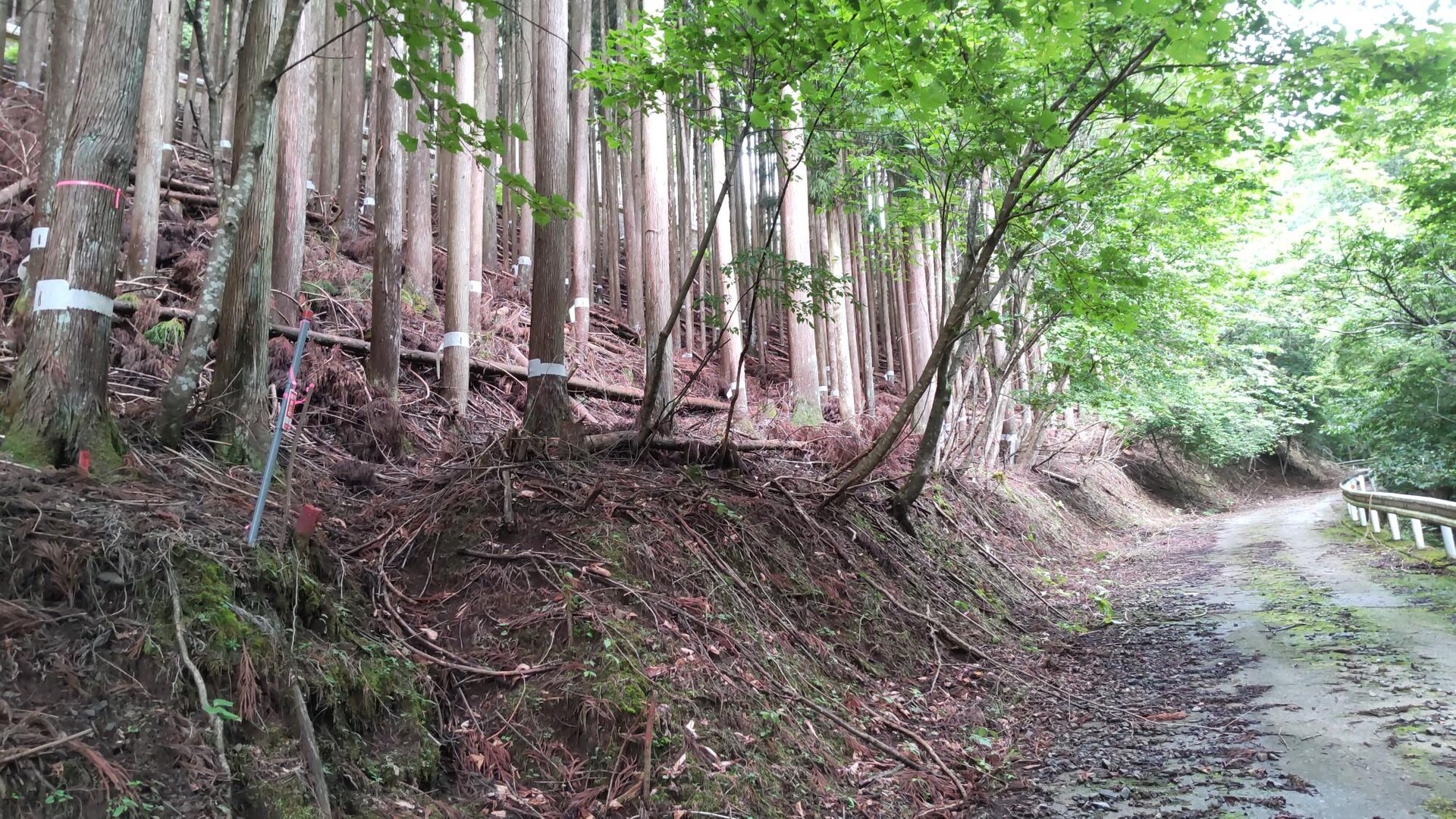 441Mさんの投稿したフィールドメモ | YAMAP / ヤマップ