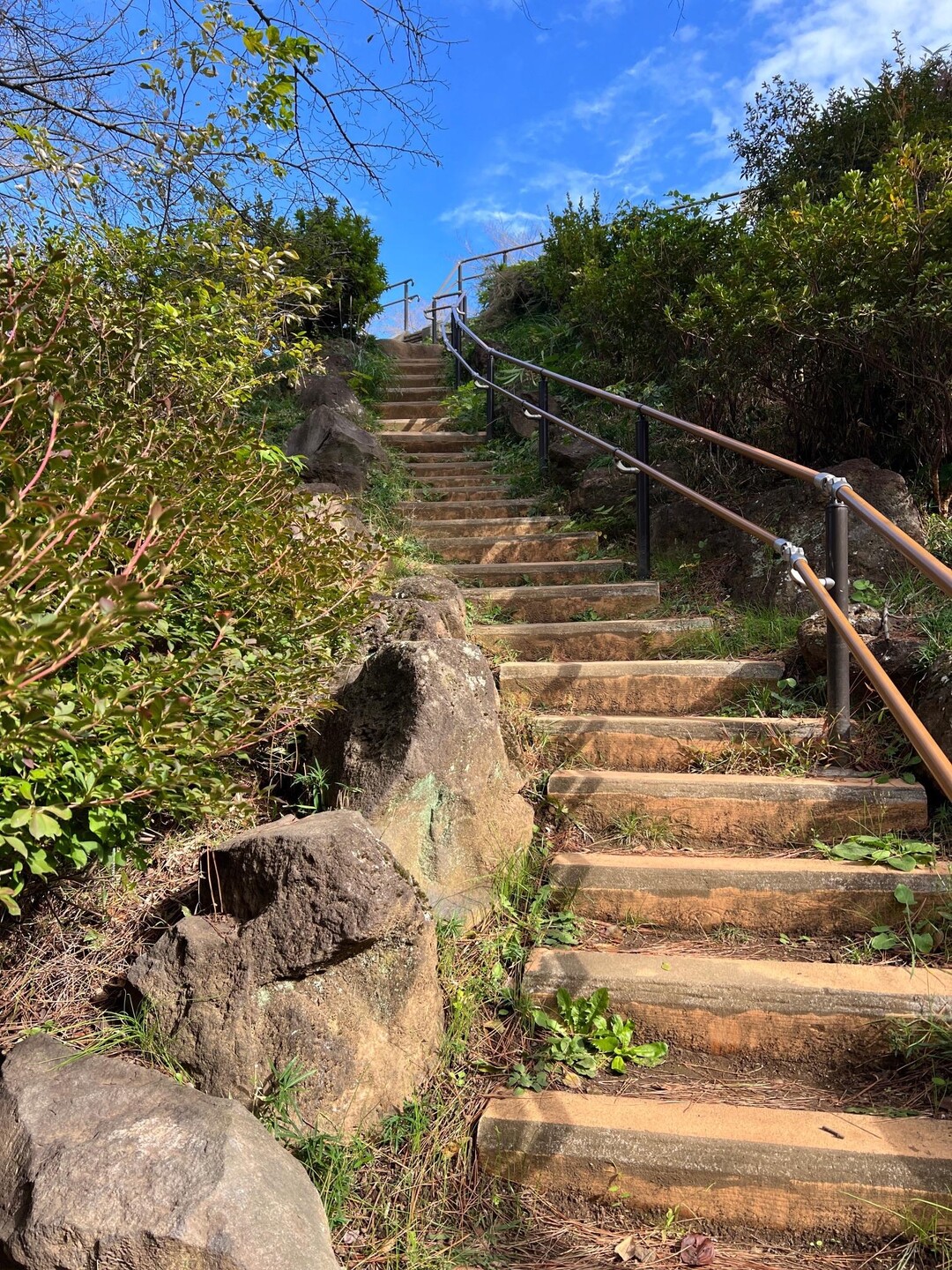 2023-11-13箱根山散歩 / 東京都23区 北エリアの写真12枚目 | YAMAP / ヤマップ
