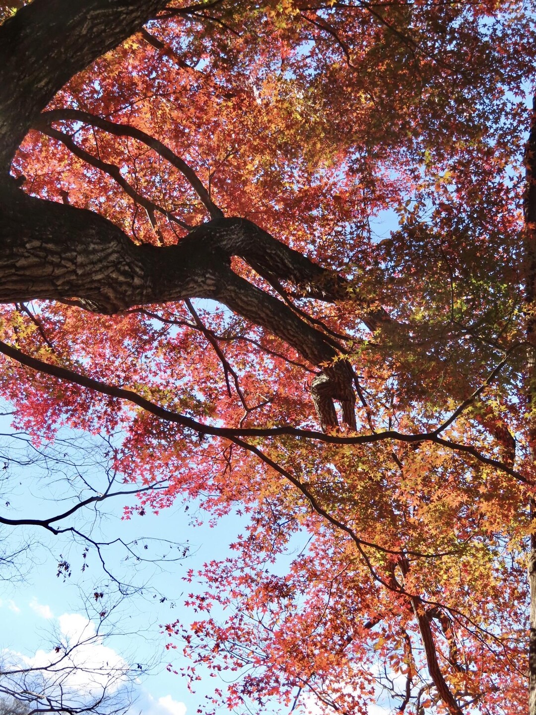 高畑山・倉岳山 / norisukeさんの倉岳山・高畑山・九鬼山の活動データ | YAMAP / ヤマップ