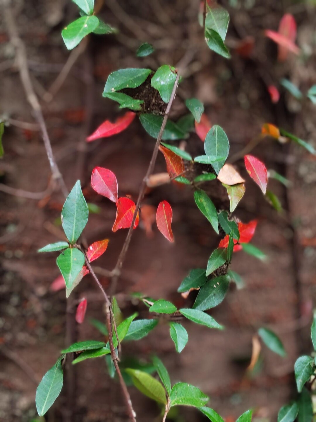 おかえり モ～ネ～ 寂しかったよ。 / k3さんの伊木山（夕暮富士）の活動日記 | YAMAP / ヤマップ