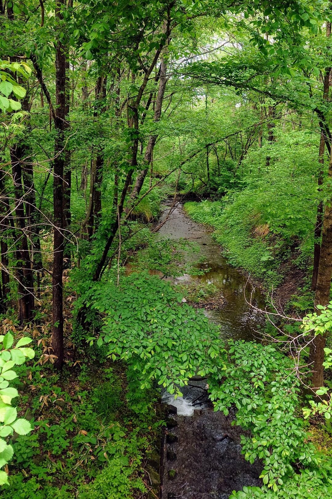 もりの山 / ♫山の音楽家さんのGT3 6の活動データ | YAMAP / ヤマップ