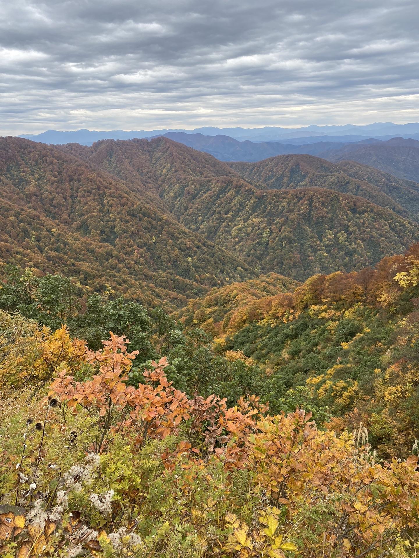 ジャックと行く🎃米山⛰ 紅葉MAX🍁🍁🍁 / なちさんの米山の活動データ | YAMAP / ヤマップ