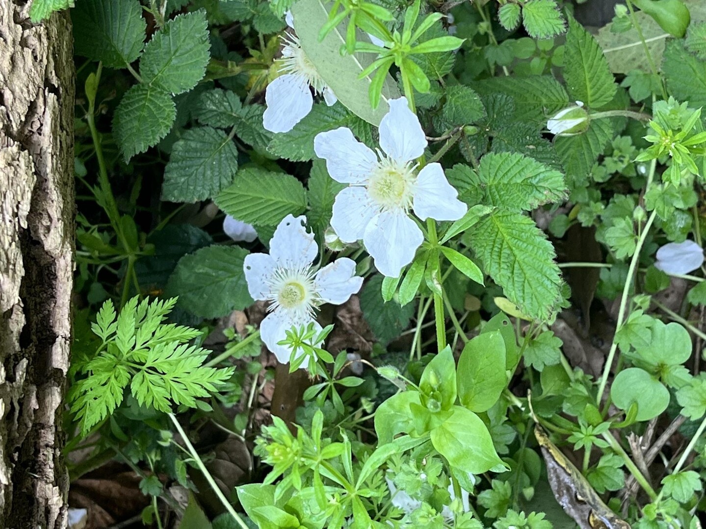 金剛山 / mamiさんの金剛山・二上山・大和葛城山の活動データ | YAMAP / ヤマップ