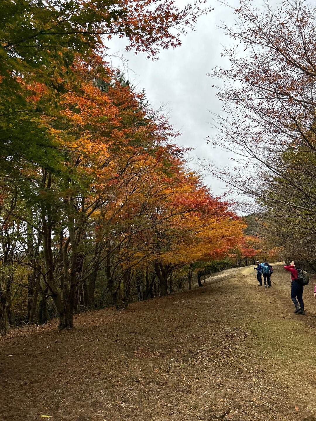 登山教室2 第2回 明神ヶ岳〜明星ヶ岳 / chappyさんの金時山・明神ヶ岳の活動データ | YAMAP / ヤマップ