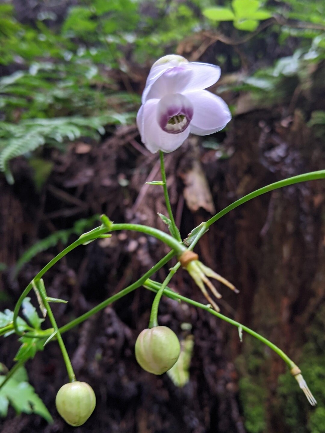 羽黒山 レンゲショウマとシュウカイドウ ... / YOLOさんのモーメント | YAMAP / ヤマップ