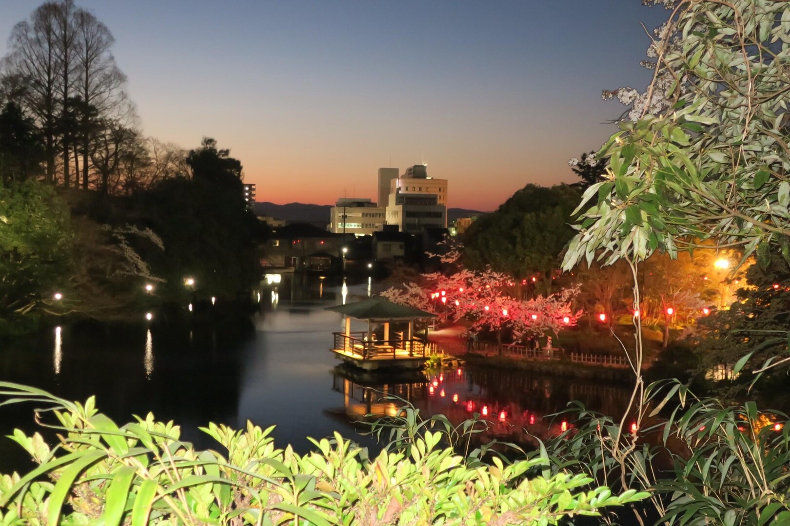 夜桜＠高岡古城公園 / AKIさんのモーメント | YAMAP / ヤマップ