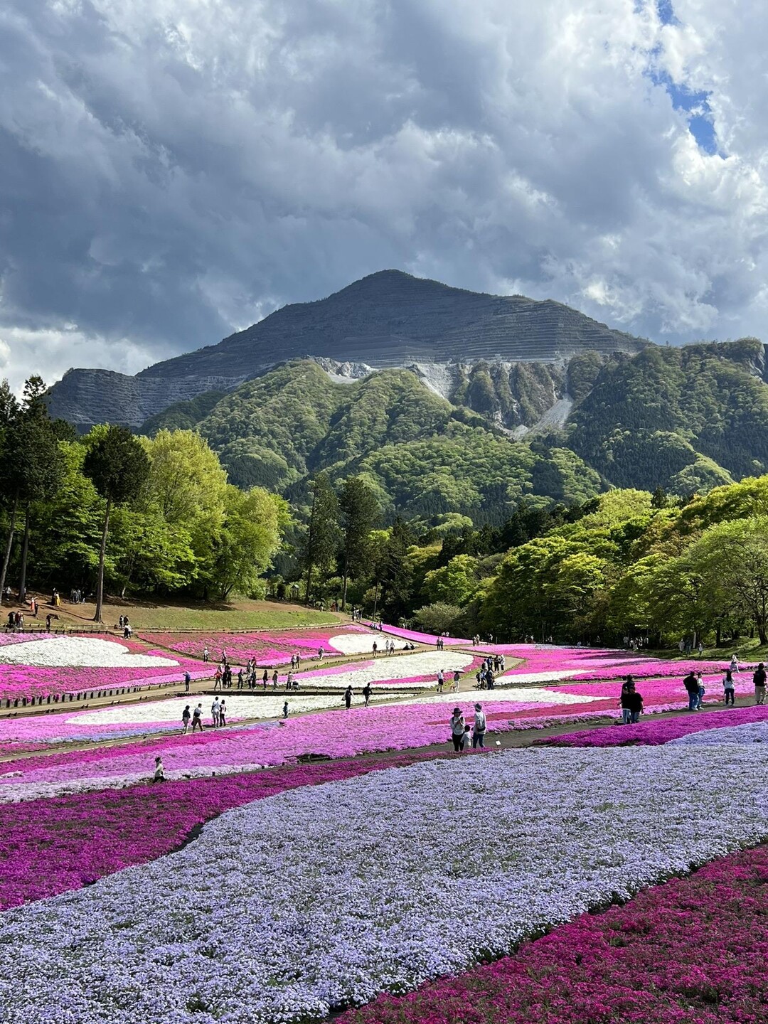 武甲山・芝桜 / hanさんの武甲山・伊豆ヶ岳・小持山の活動データ | YAMAP / ヤマップ