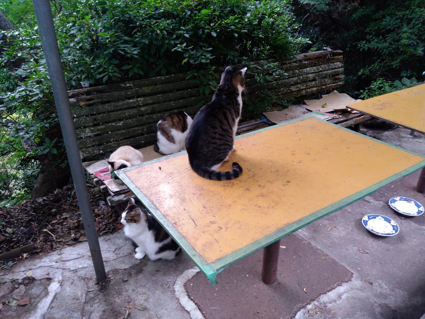 鉢伏山〜鍋蓋山 六甲半縦走 / hrkさんの六甲山・長峰山・摩耶山の活動データ | YAMAP / ヤマップ