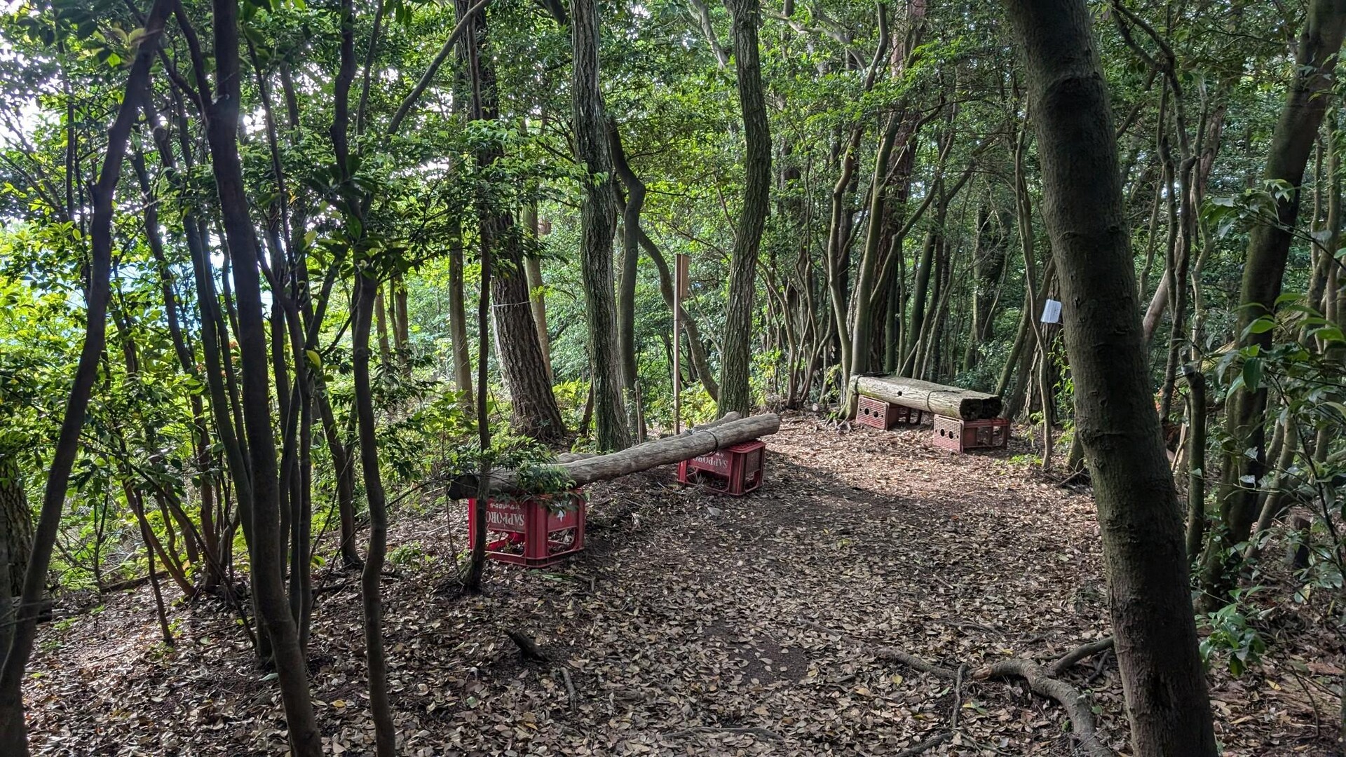 朝昇竜 / k501さんの竜王山・鋤尖山・鬼ヶ城の活動データ | YAMAP / ヤマップ