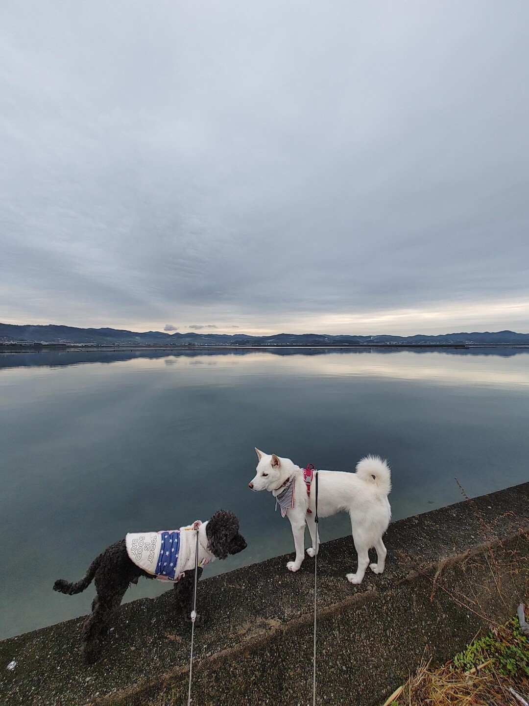 ☔☁️今日のお散歩🎶🐺🐩😊 9/... / GHハコさんのモーメント | YAMAP / ヤマップ