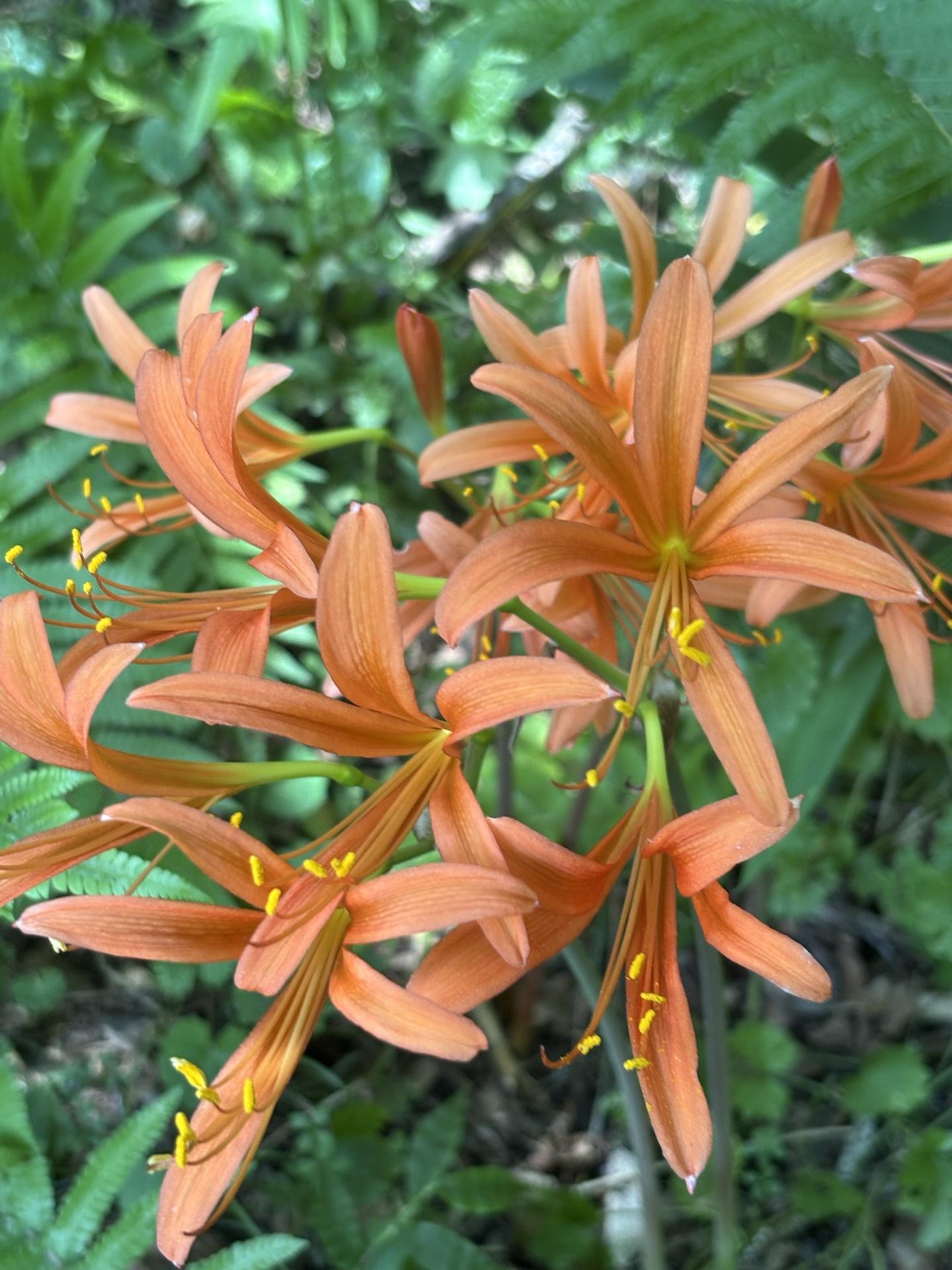 🦊様ご対面🦊 鮮やかなオレンジ🧡が... / にこまるさんのモーメント | YAMAP / ヤマップ