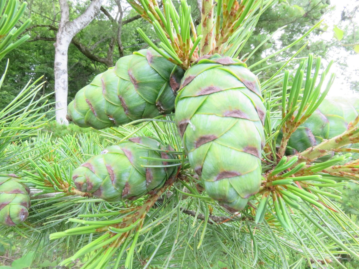 2021.06.30(水) 22:26 / ケロケロ🐸🐸🐸さんのモーメント | YAMAP / ヤマップ