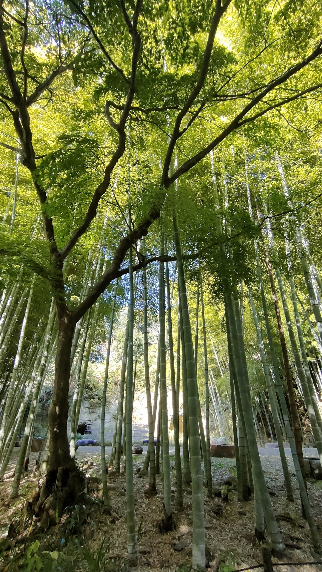 竹林 / GIさんのモーメント | YAMAP / ヤマップ