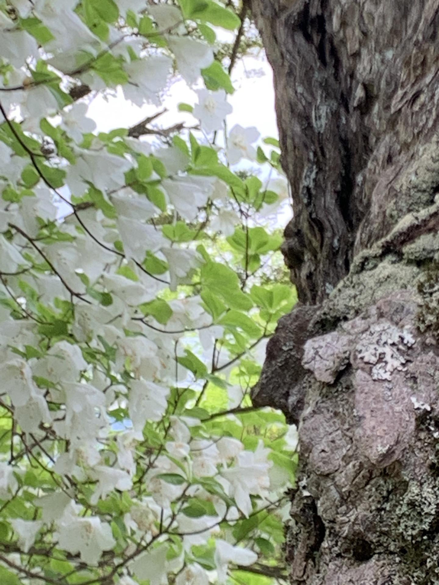 逢いに行かなくちゃ🥾 / ryuさんの大山の活動データ | YAMAP / ヤマップ