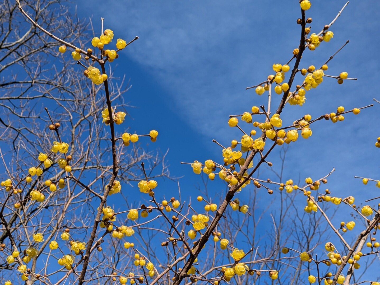 大平山・安見ヶ城山 / yossyさんの大平山・安見ヶ城山の活動日記 | YAMAP / ヤマップ