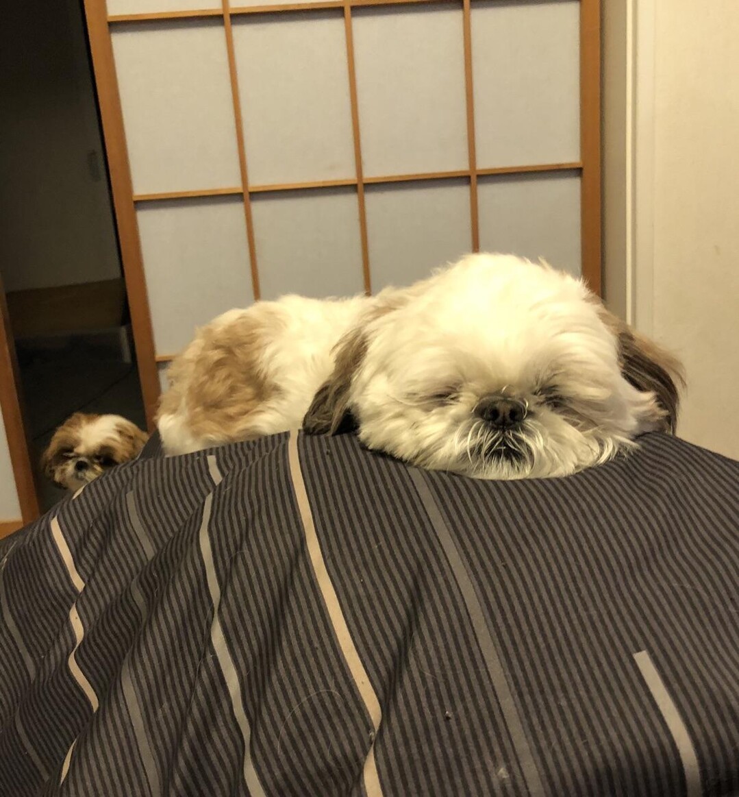 ryosukeのページ | YAMAP / ヤマップ