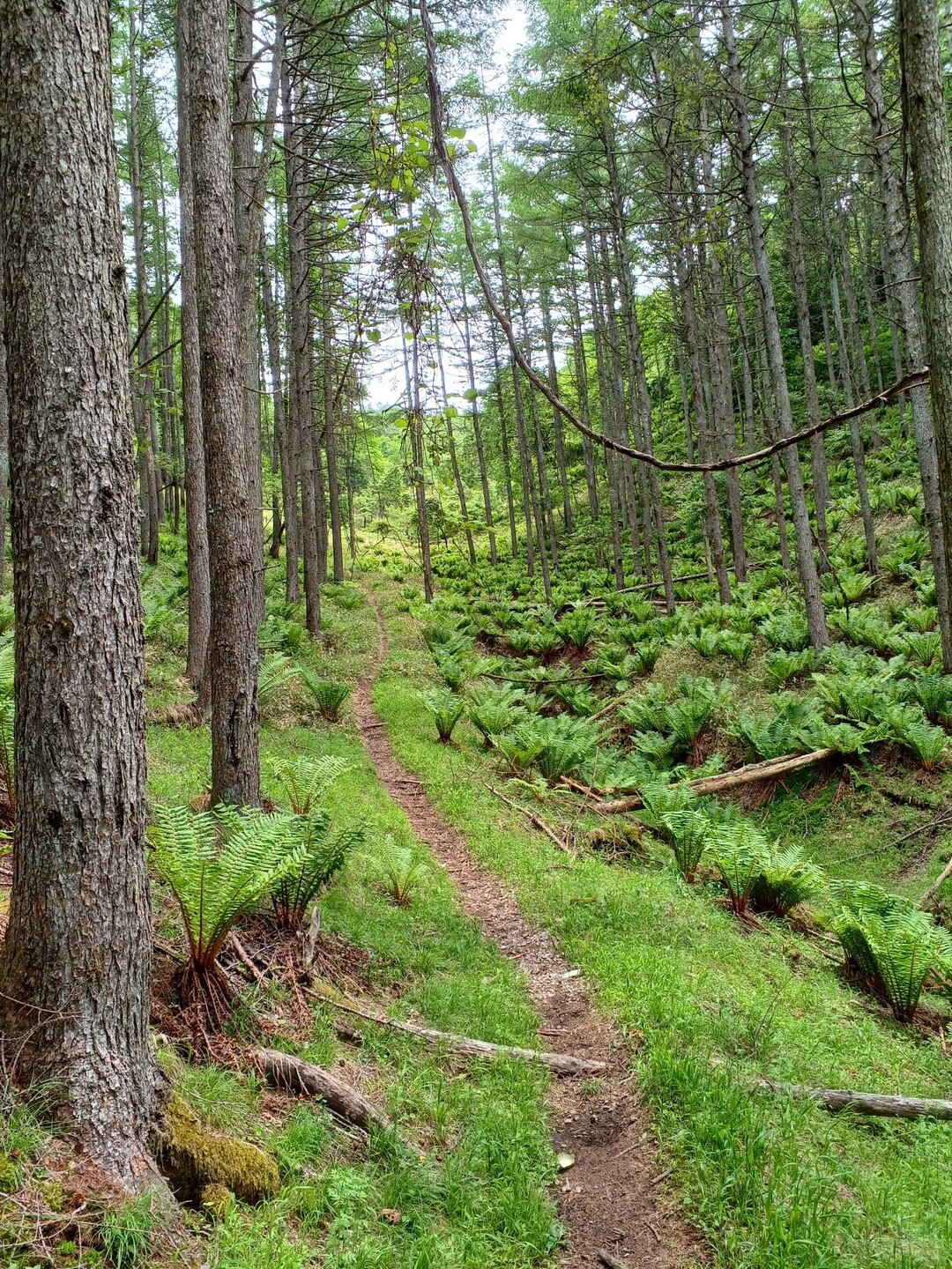 高ボッチ山 / 香meさんの鉢伏山・高ボッチ山・三峰山の活動データ | YAMAP / ヤマップ