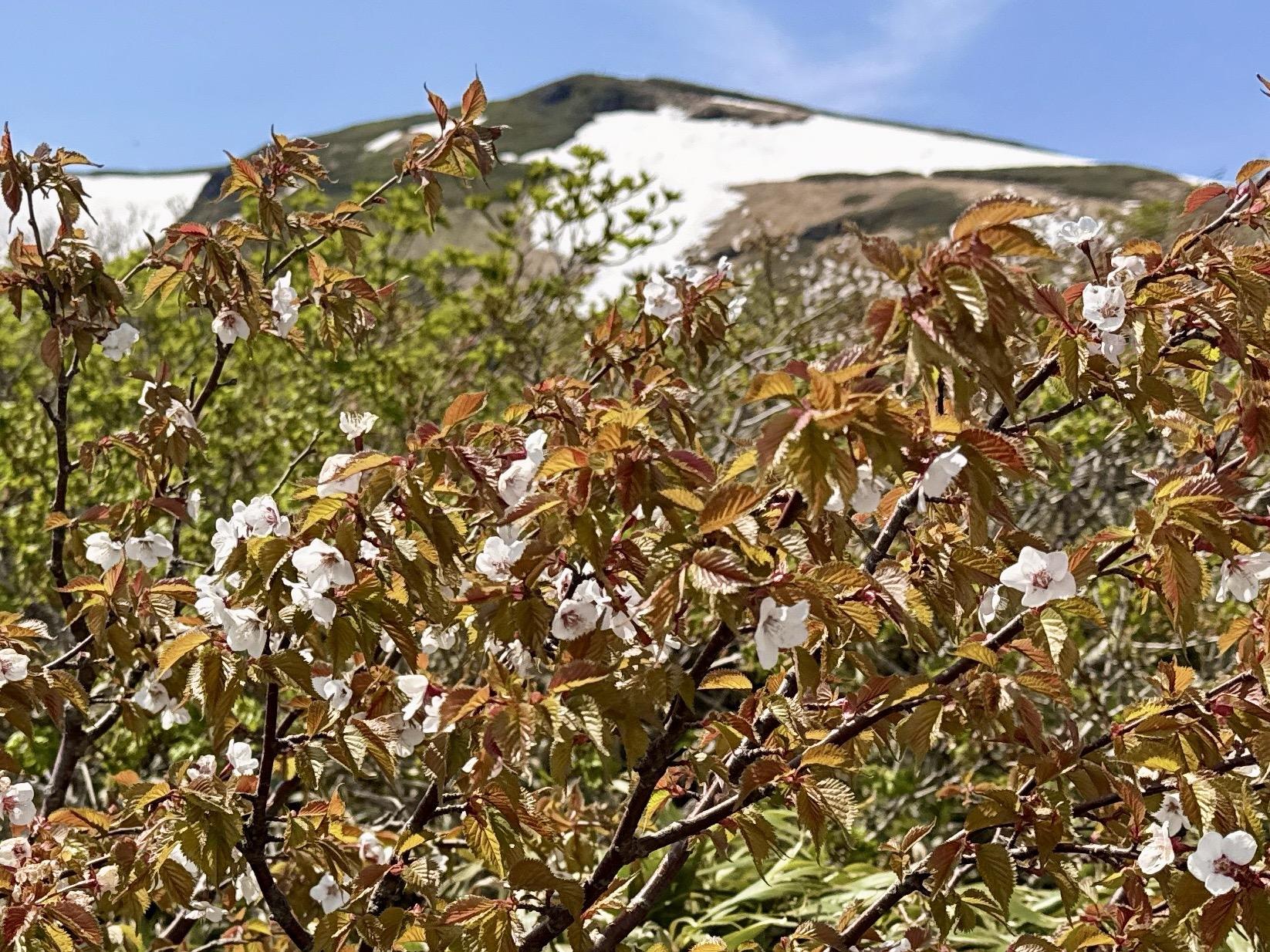 栗駒山（須川岳）中央コース 暑熱順化と足トレ 2025-05-29 / ischanさんの栗駒山（須川岳）・秣岳・虚空蔵山の活動日記 ...
