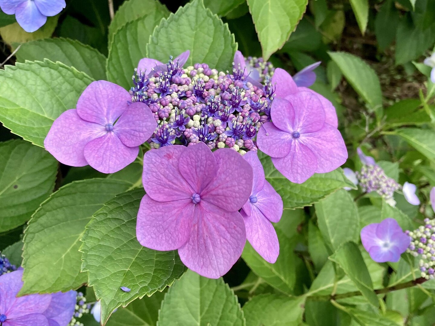 梅雨の合間に 土岐城山 チョコっと / Oh‼️ウッチーさんの三石山・観音山の活動データ | YAMAP / ヤマップ