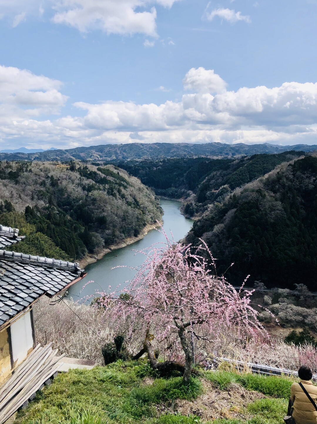 月ヶ瀬梅祭 / Nandoさんのモーメント | YAMAP / ヤマップ