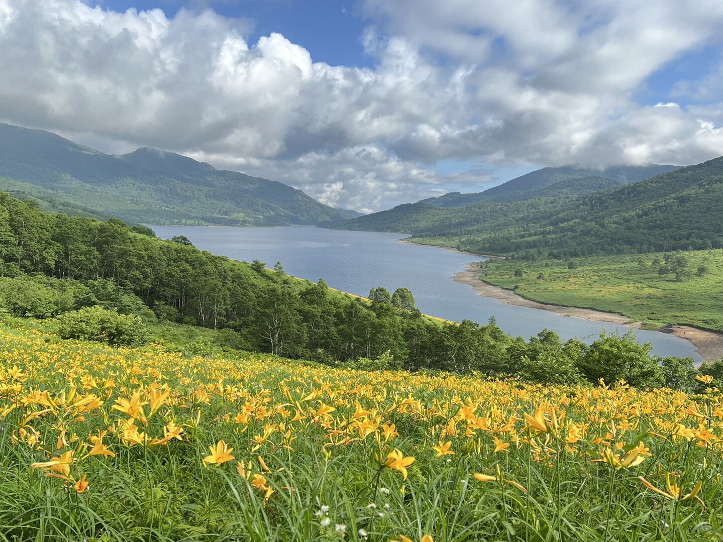 満開のノゾリキスゲと恐怖体験 / NBさんの白砂山・堂岩山・八間山の活動データ | YAMAP / ヤマップ